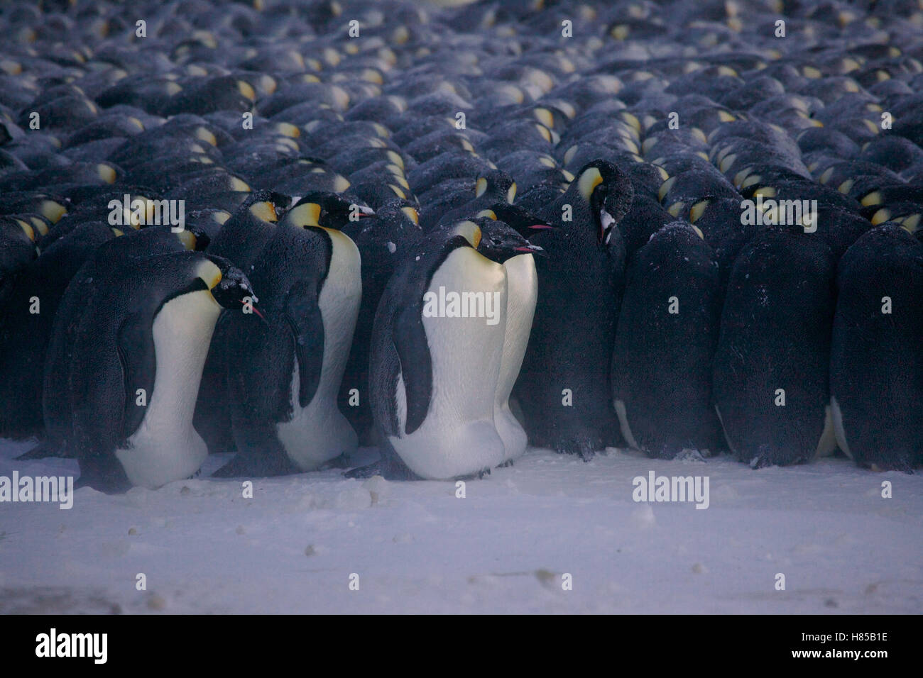Emperor penguin huddle hi-res stock photography and images - Alamy