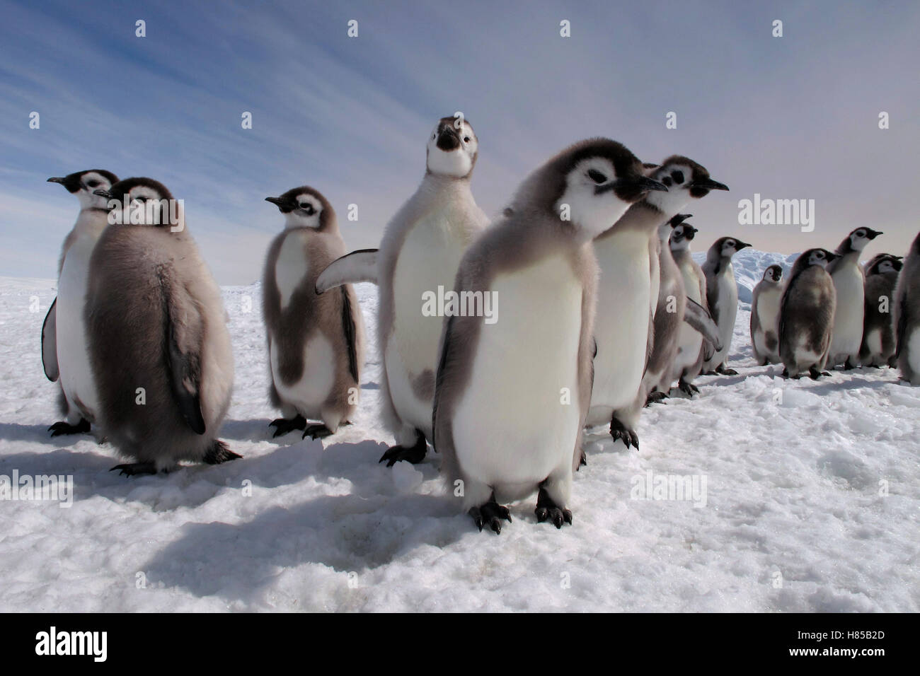 Emperor Penguin (Aptenodytes forsteri) molting chicks, Dumont d'Urville ...
