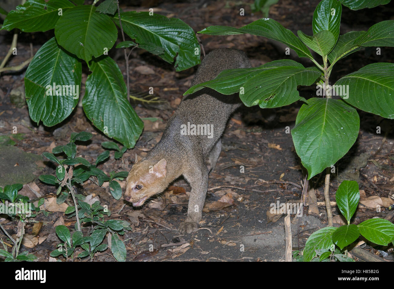 Jaguarundi (Puma yagouaroundi), native to Central and South America ...