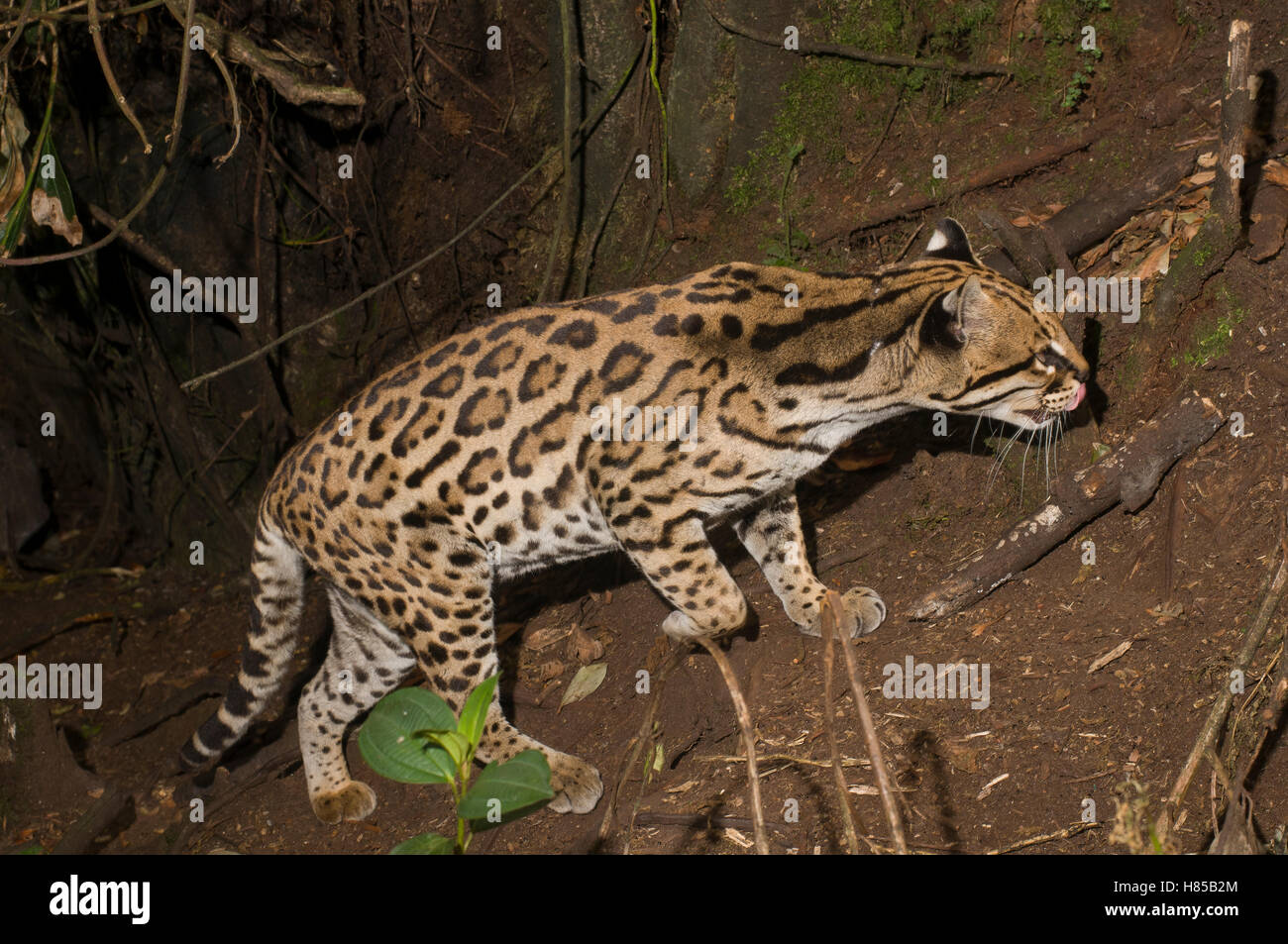 Ocelot (Leopardus pardalis), native to Central and South America Stock ...