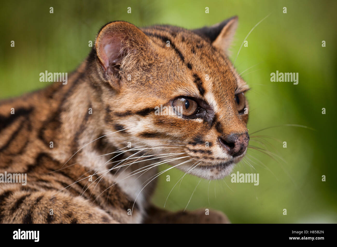 Oncilla (Leopardus tigrinus), native to South America Stock Photo - Alamy