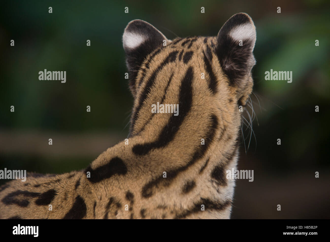 Margay (Leopardus wiedii) showing white ear spots on the back of the ...