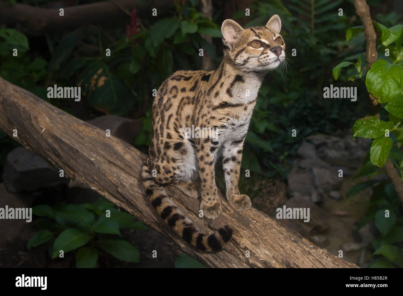 Margay (Leopardus wiedii), native to Central and South America Stock ...