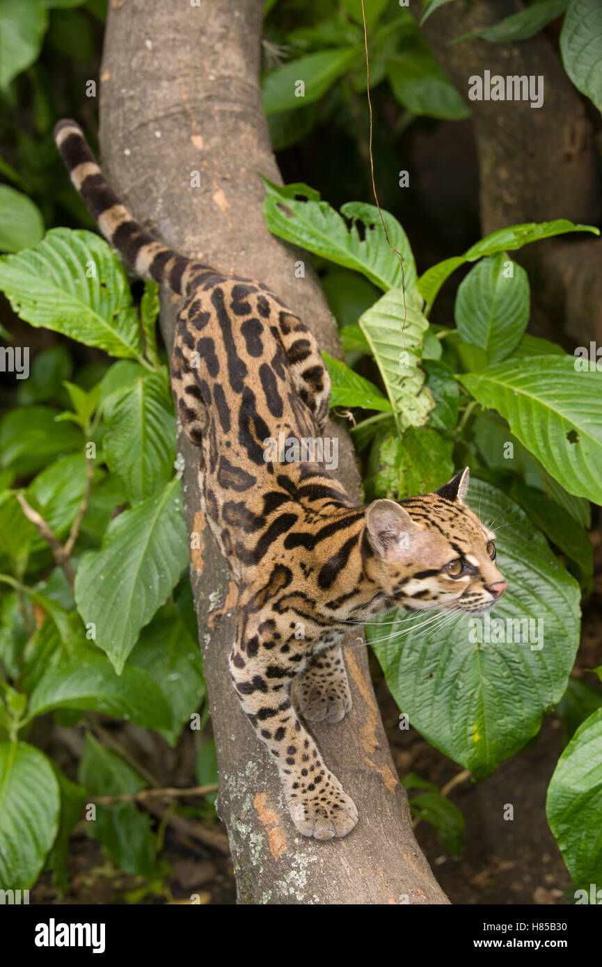 Margay (Leopardus wiedii) walking over branch, native to Central and ...