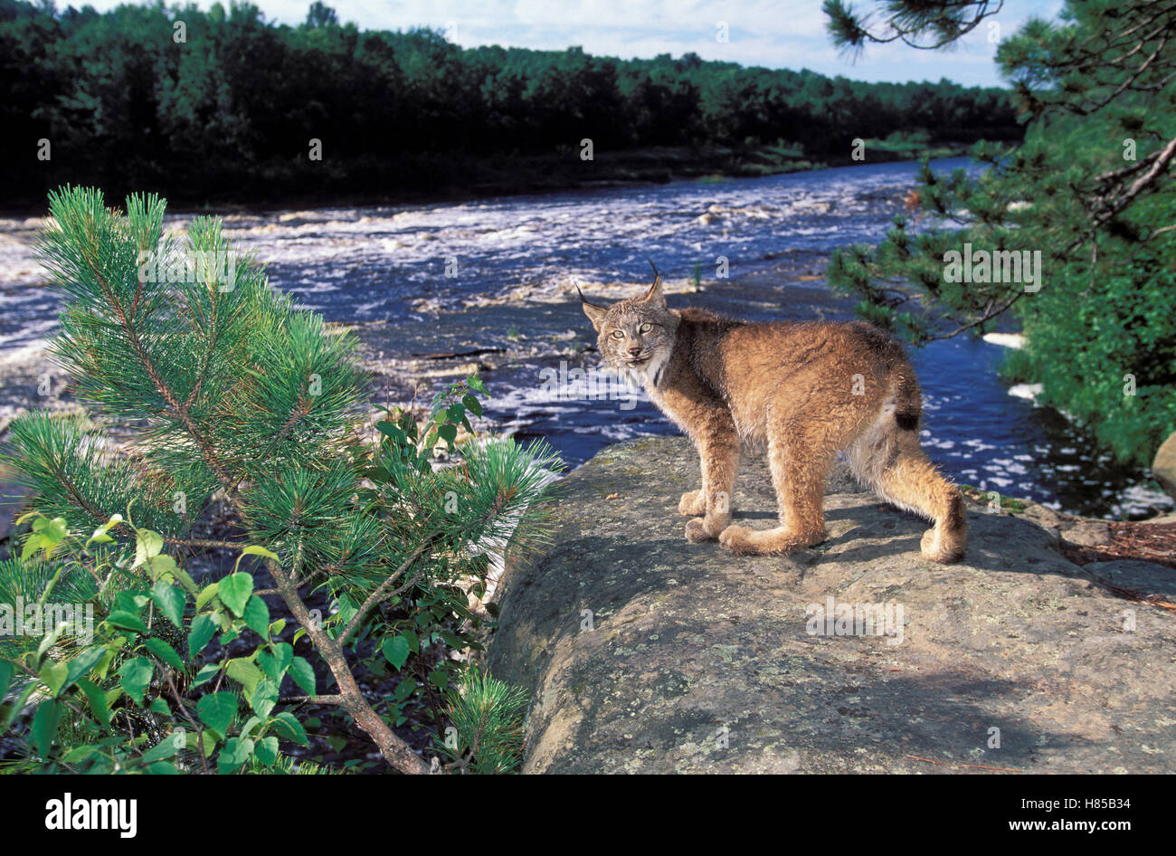 Canada Lynx (Lynx canadensis) near river, native to North America Stock ...