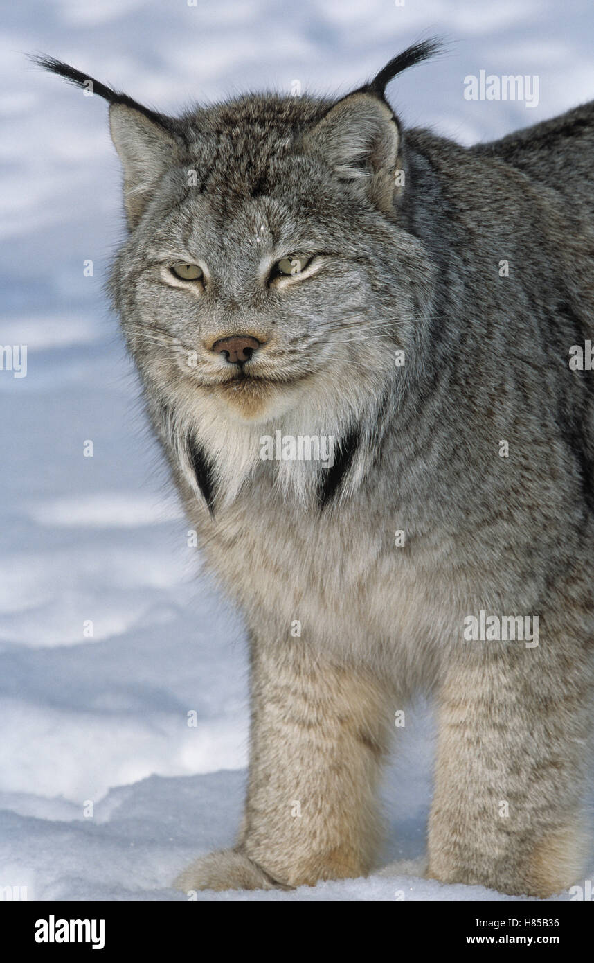 Canada Lynx (Lynx canadensis) in snow, native to North America Stock ...