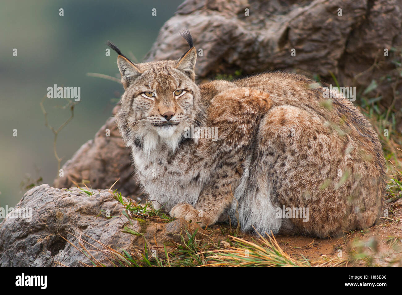 Eurasian Lynx (Lynx lynx), native to Europe and Asia Stock Photo - Alamy