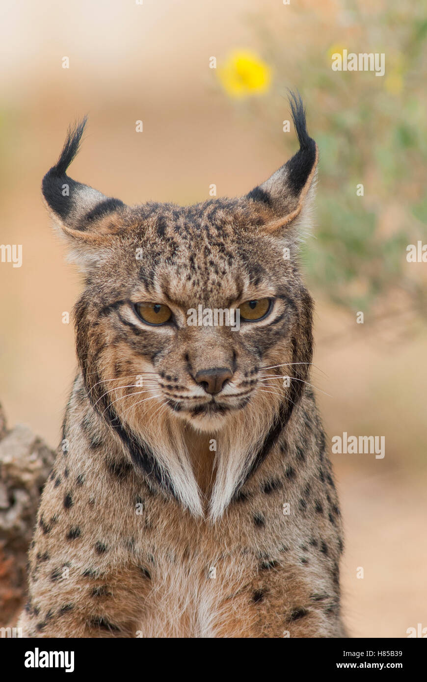 Spanish Lynx (Lynx pardinus), native to Iberian Peninsula Stock Photo ...