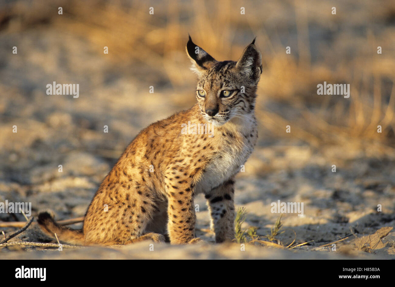 Spanish Lynx (Lynx pardinus) kitten, native to Iberian Peninsula Stock ...