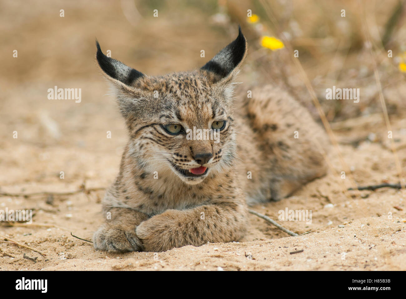 Spanish Lynx (Lynx pardinus) kitten, native to Iberian Peninsula Stock ...