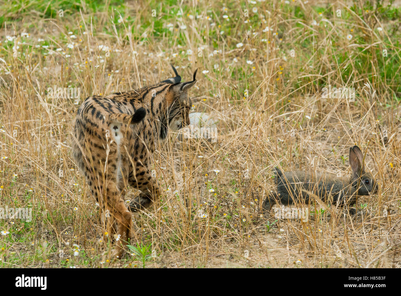 Spanish Lynx (Lynx pardinus) chasing European Rabbit (Oryctolagus ...