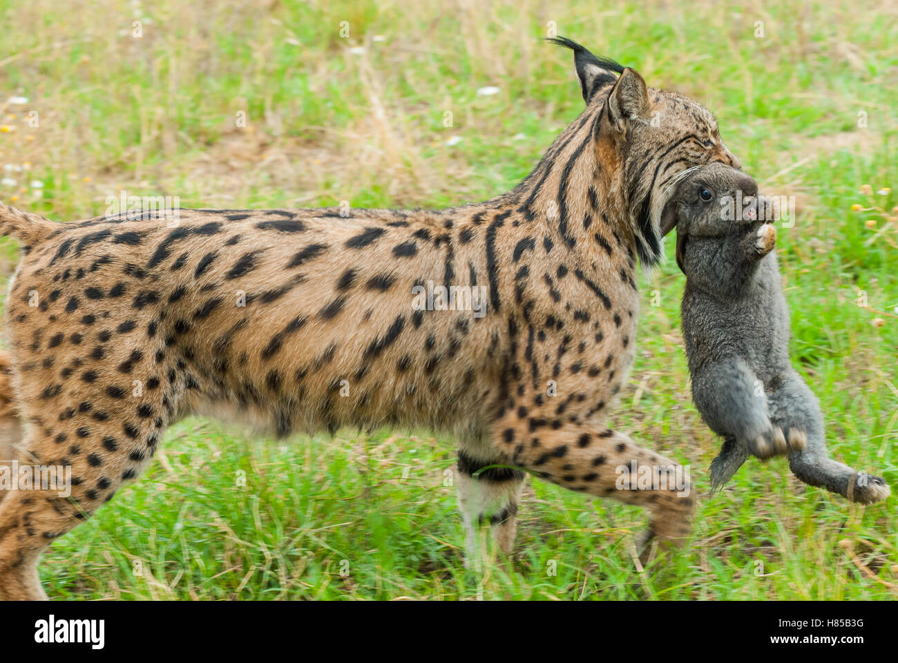Spanish Lynx (Lynx pardinus) carrying European Rabbit (Oryctolagus ...