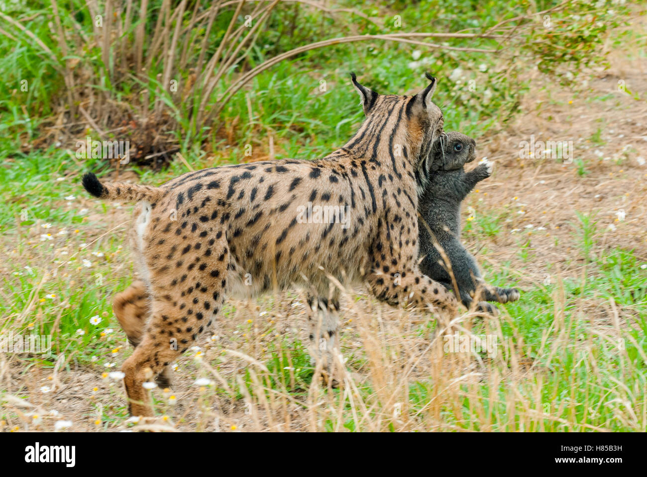 Killing the rabbit hi-res stock photography and images - Alamy