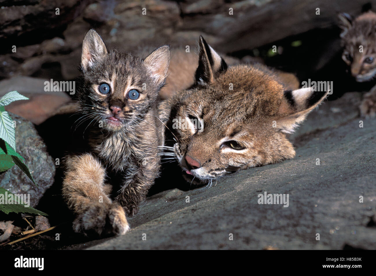 Bobcat (Lynx rufus) mother and kitten, native to North America Stock ...