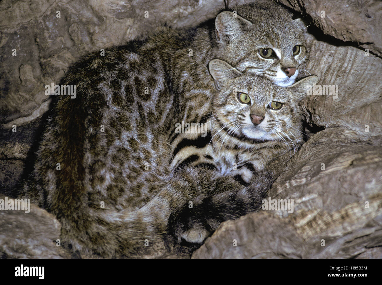 Geoffroy's Cat (Leopardus geoffroyi) pair, native to South America ...