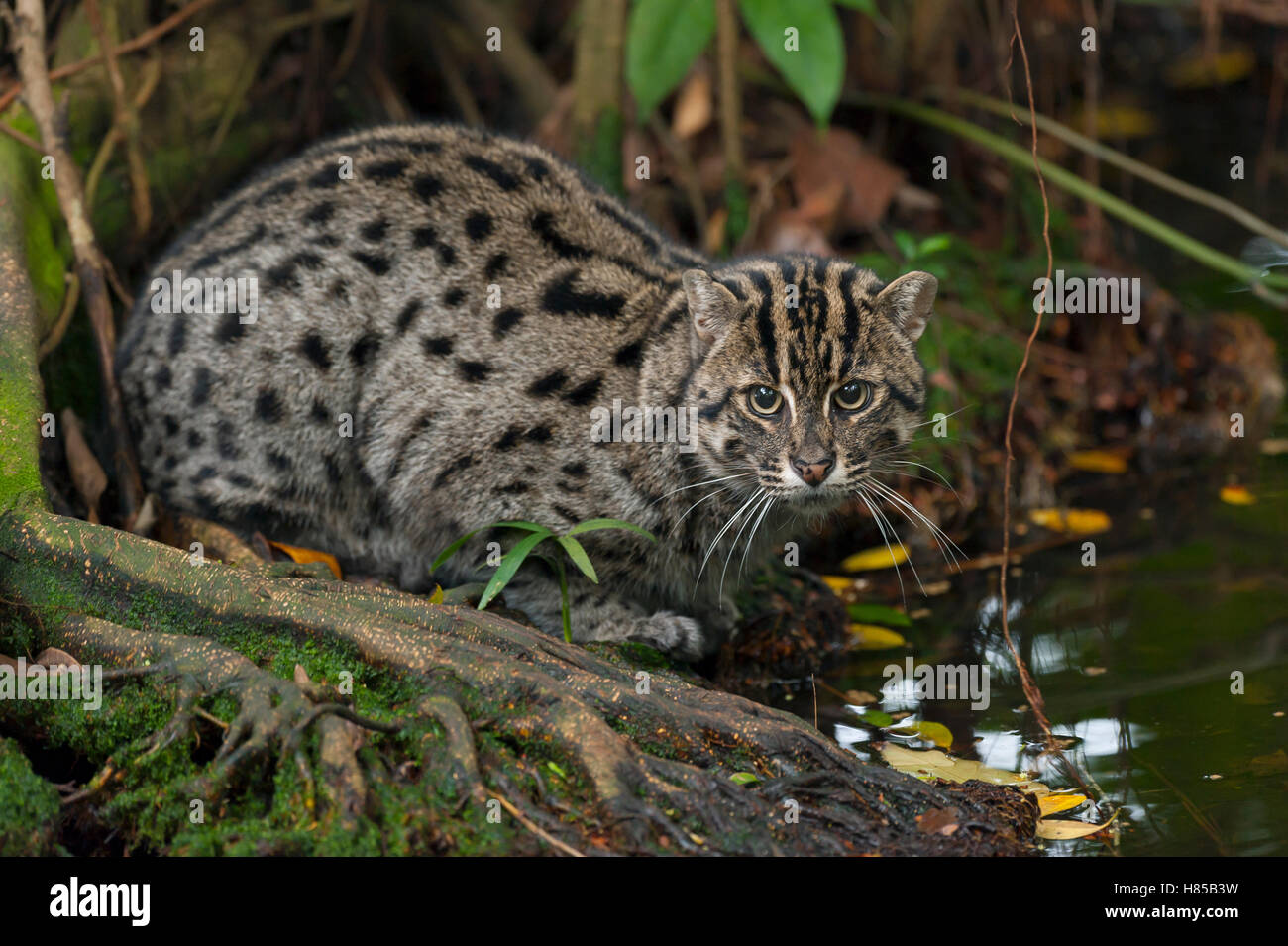 Fishing Cat (Prionailurus viverrinus) in water, Singapore Zoo ...