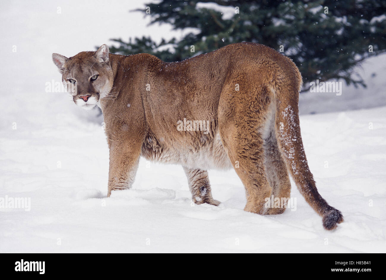 Mountain Lion (Puma concolor) in snow, native to North and South ...