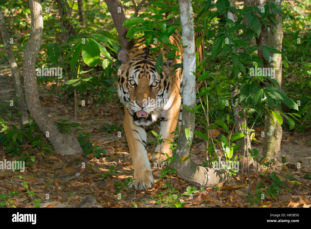 Tiger (Panthera tigris), native to Asia Stock Photo - Alamy