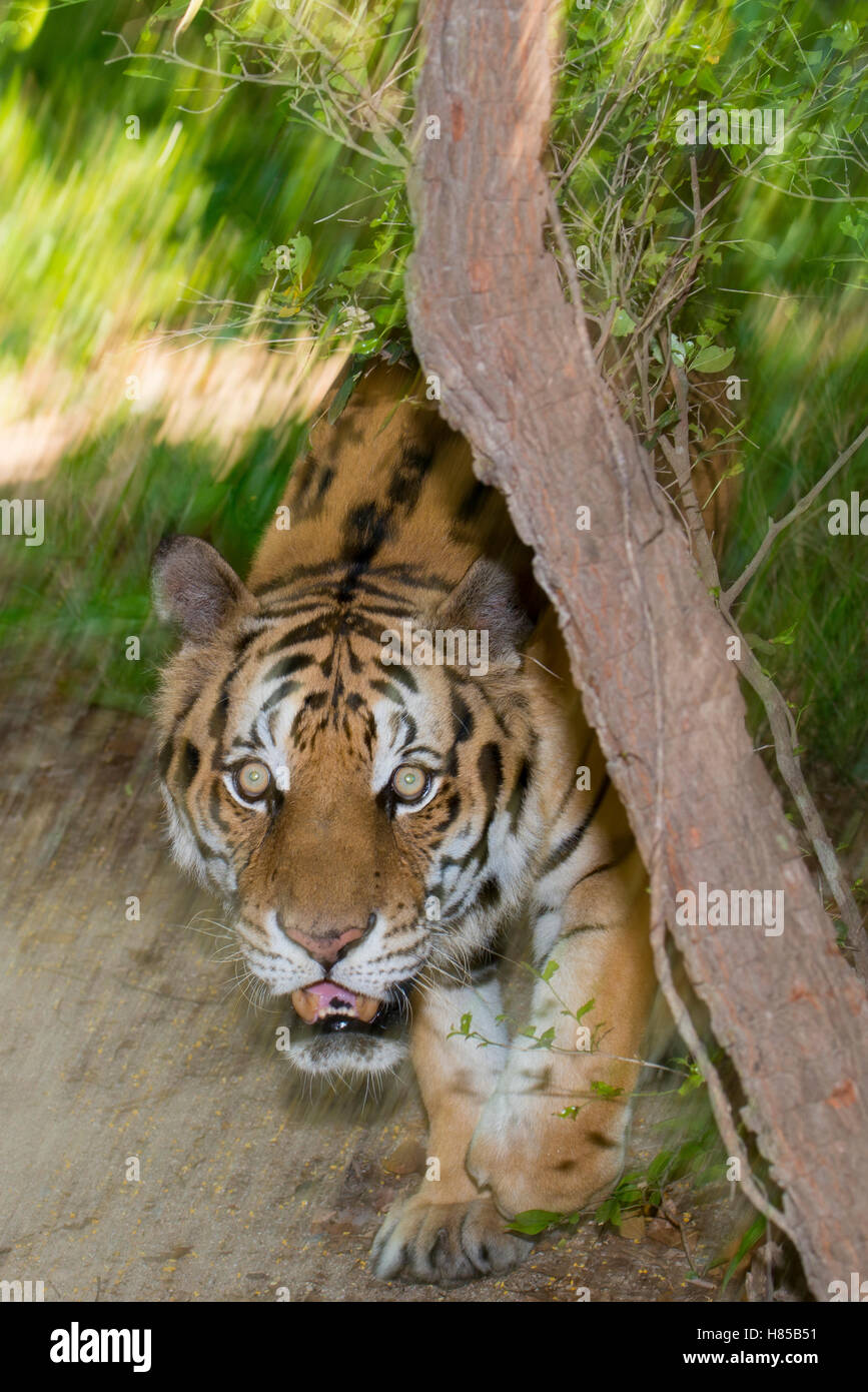 Tiger (Panthera tigris) charging, native to Asia Stock Photo - Alamy