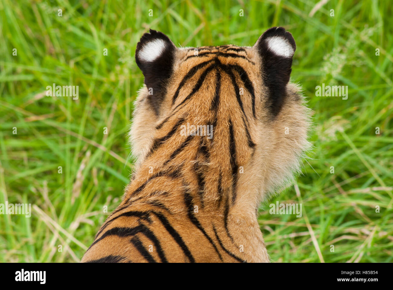 Tiger (Panthera tigris) showing white ear spots on the back of the ears ...