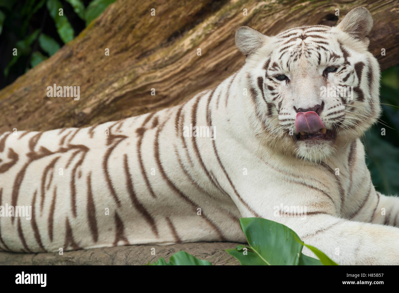 Tiger (Panthera tigris), white morph, Singapore Zoo, Singapore Stock ...