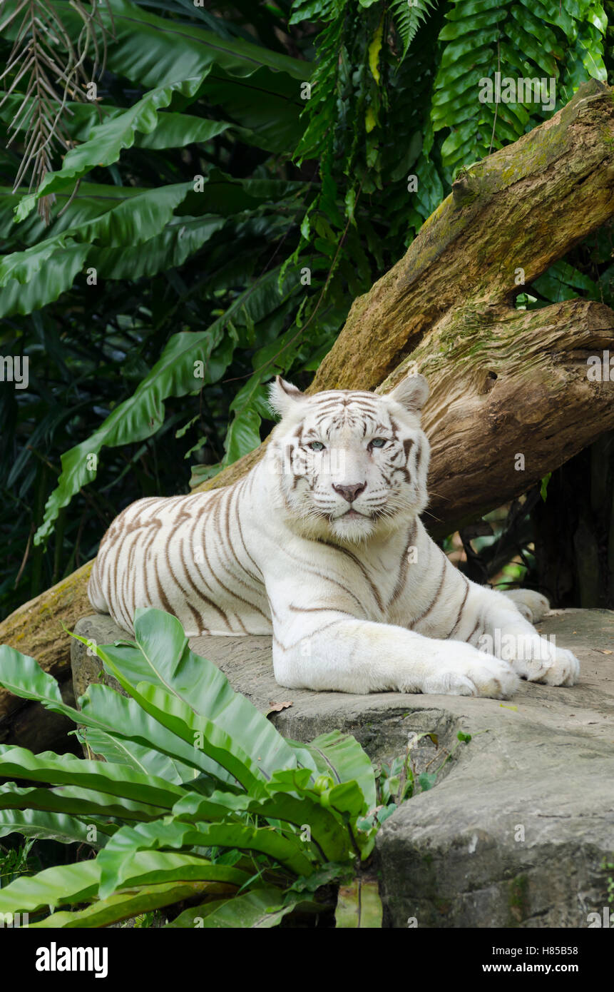 Tiger (Panthera tigris), white morph, Singapore Zoo, Singapore Stock ...