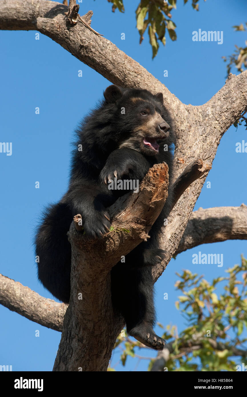 Spectacled Bear (Tremarctos ornatus) in tree, Chaparri Reserve, Peru ...