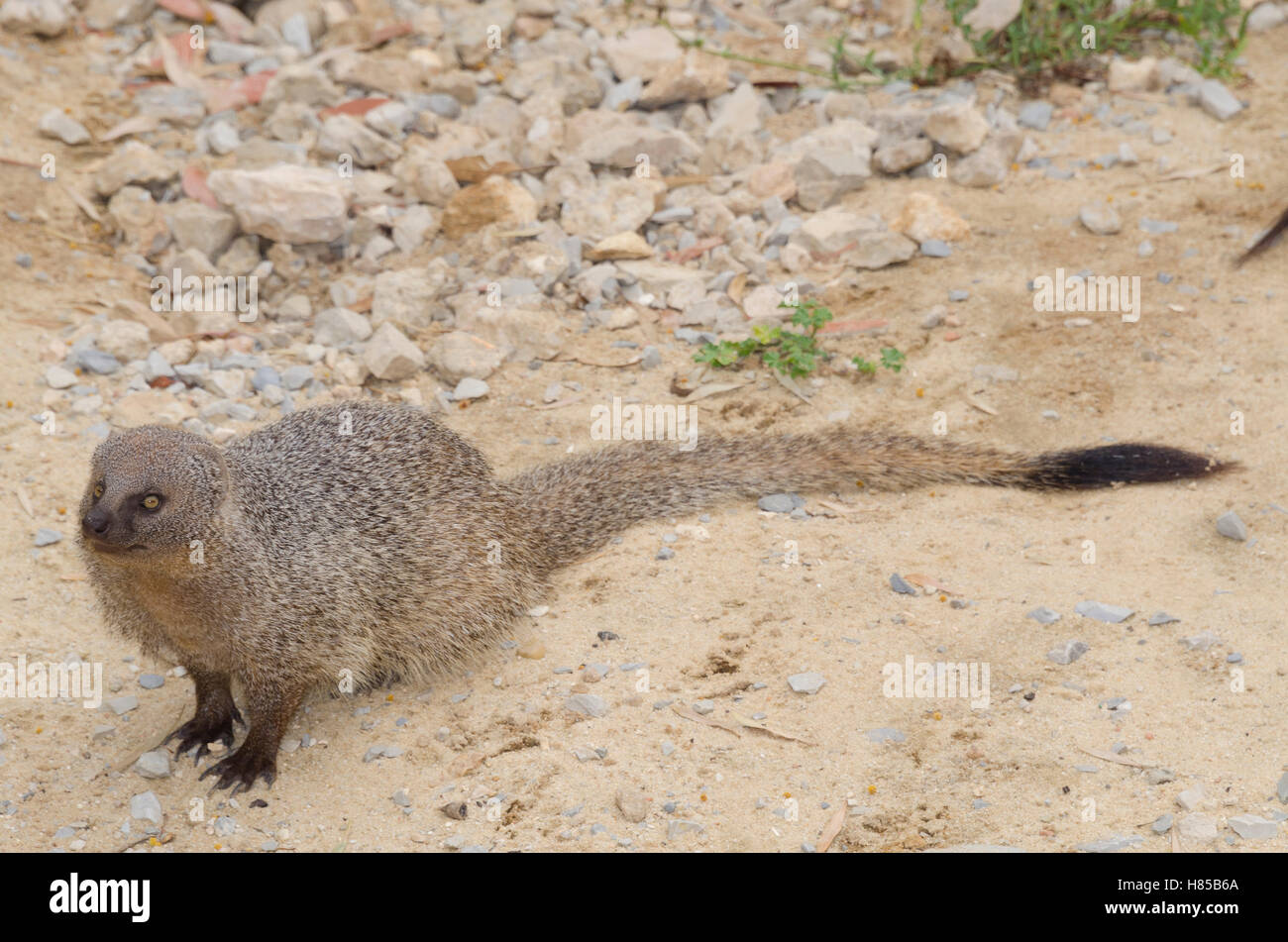 Egyptian Mongoose (Herpestes ichneumon), native to Africa Stock Photo ...