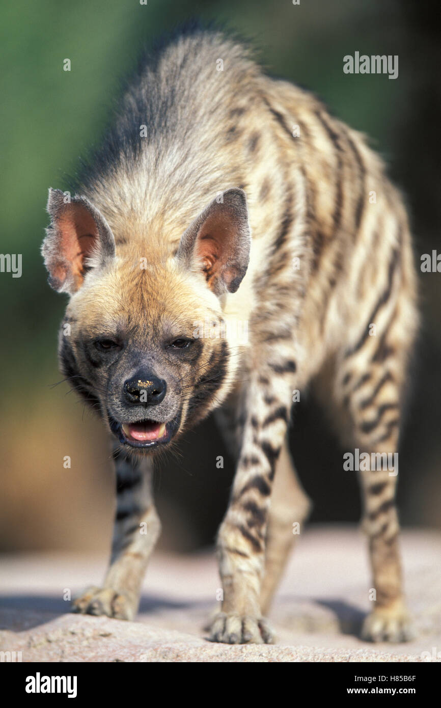 Striped Hyena (Hyaena hyaena), native to Africa and Asia Stock Photo ...