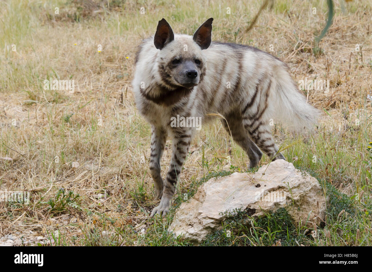 Striped Hyena (Hyaena hyaena), native to Africa and Asia Stock Photo ...