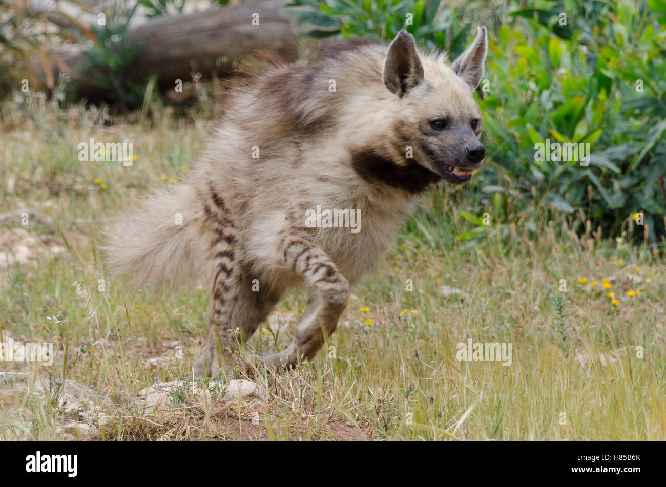 Striped Hyena (Hyaena hyaena) running, native to Africa and Asia Stock ...