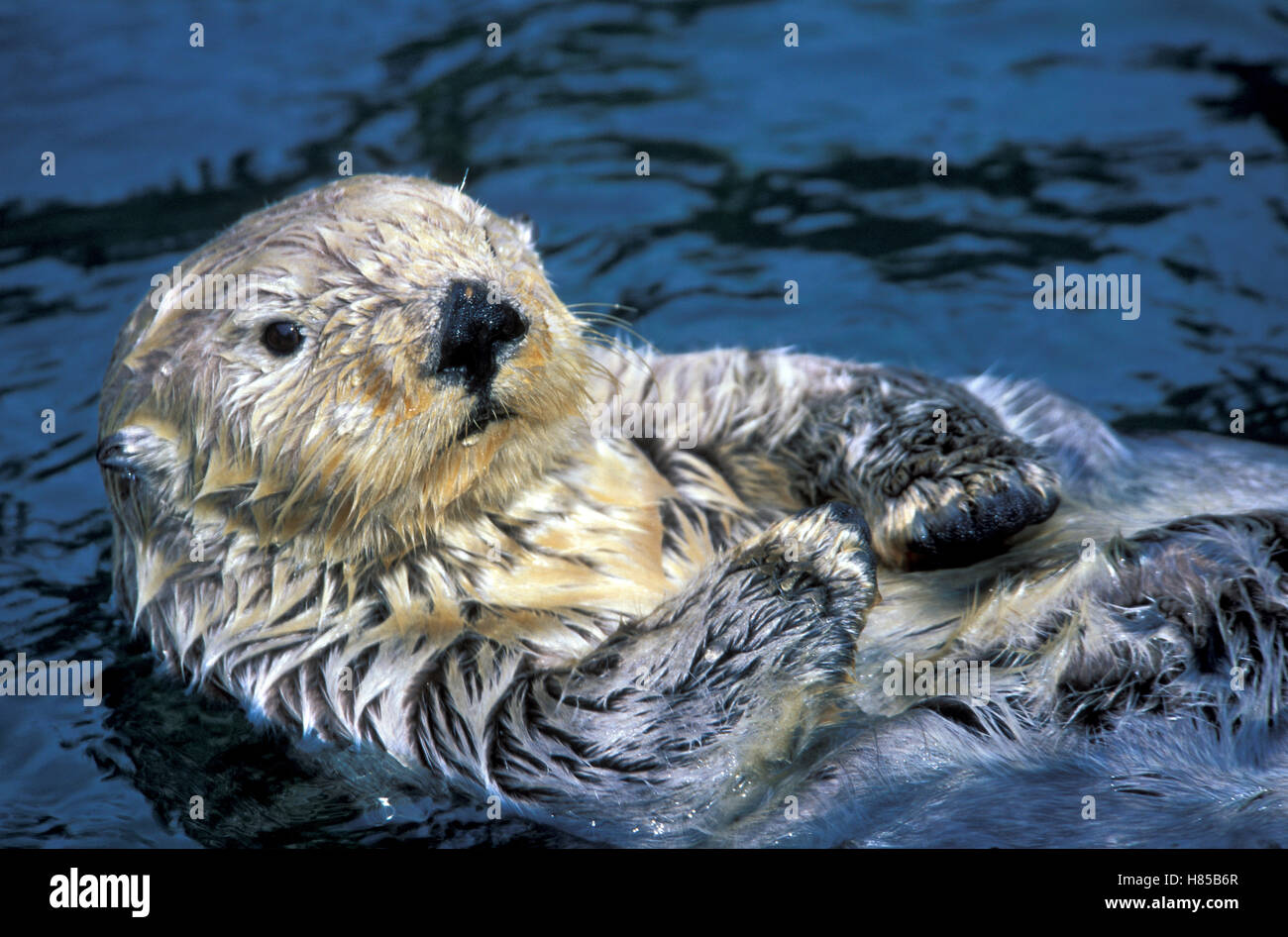 Sea Otter (Enhydra lutris), native to northern Pacific Stock Photo - Alamy