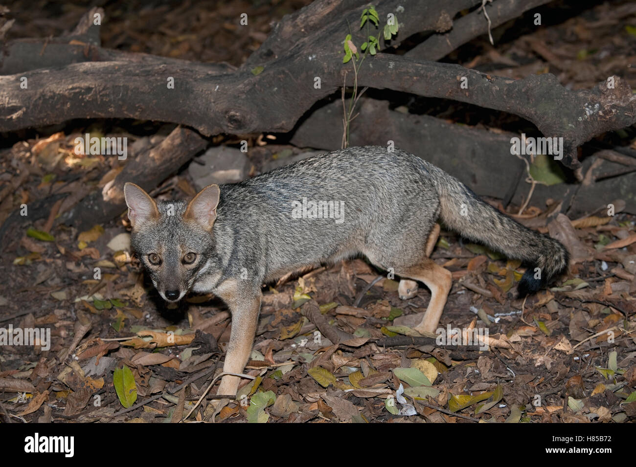 Sechuran Fox (Lycalopex sechurae), Chaparri Reserve, Peru Stock Photo ...
