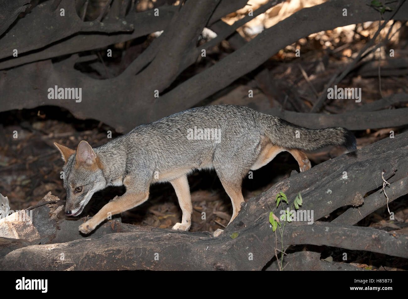 Sechuran Fox (Lycalopex sechurae), Chaparri Reserve, Peru Stock Photo ...