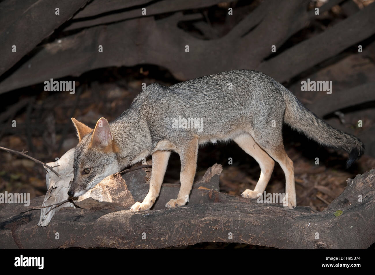 Sechuran Fox (Lycalopex sechurae), Chaparri Reserve, Peru Stock Photo ...