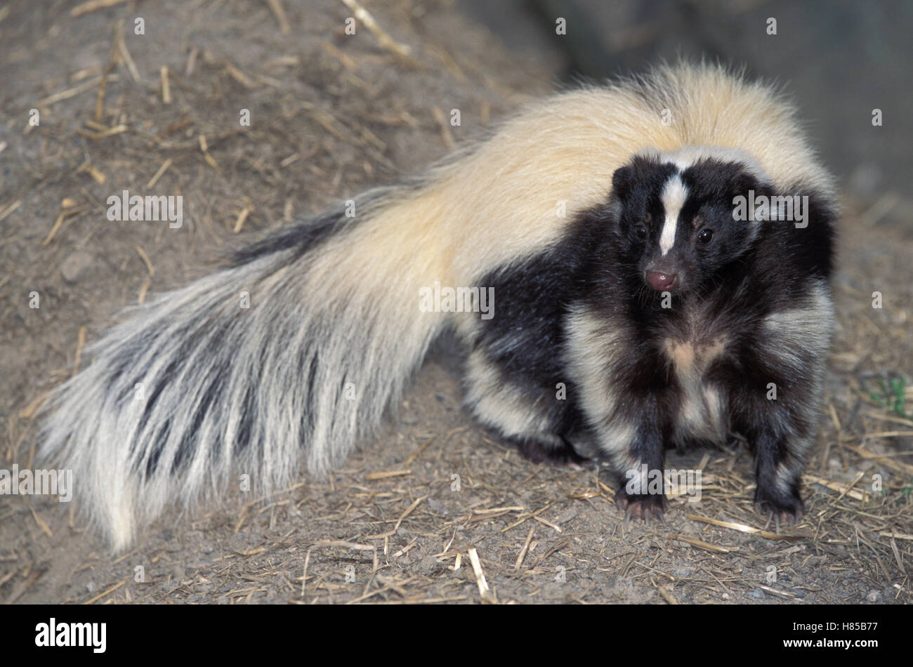 Striped Skunk (Mephitis mephitis), native to North America Stock Photo ...