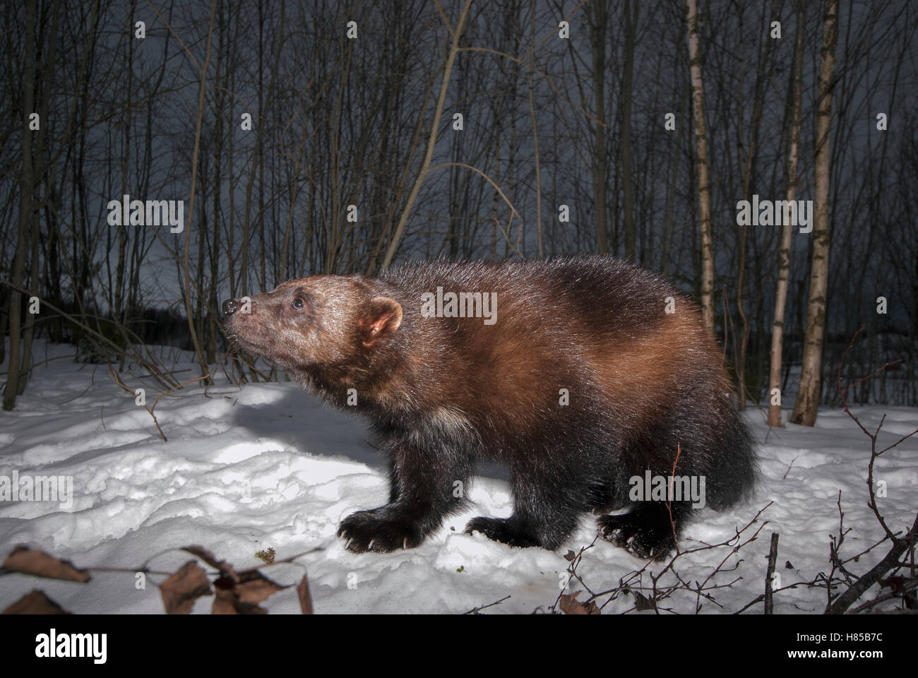 Wolverine (Gulo gulo) in snow, native to North America, Europe, and ...