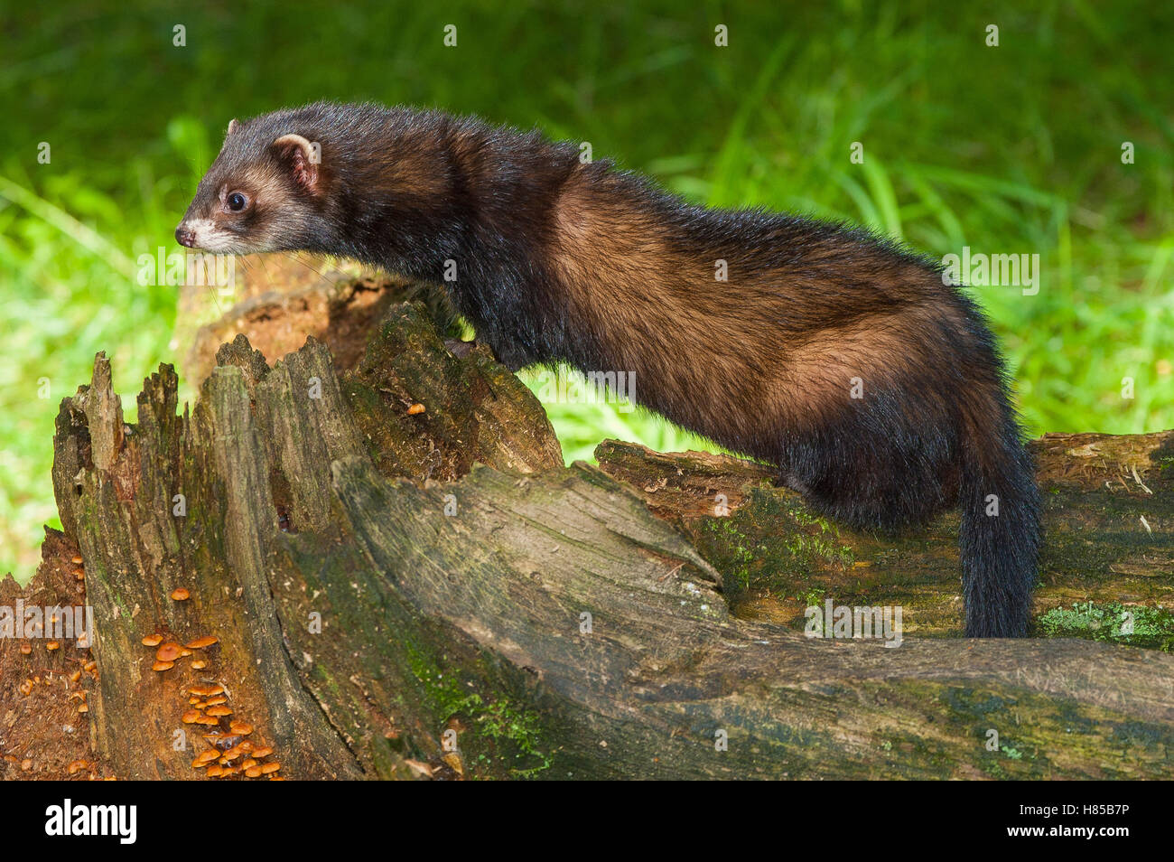 European Polecat (Mustela putorius), native to Europe and Asia Stock ...