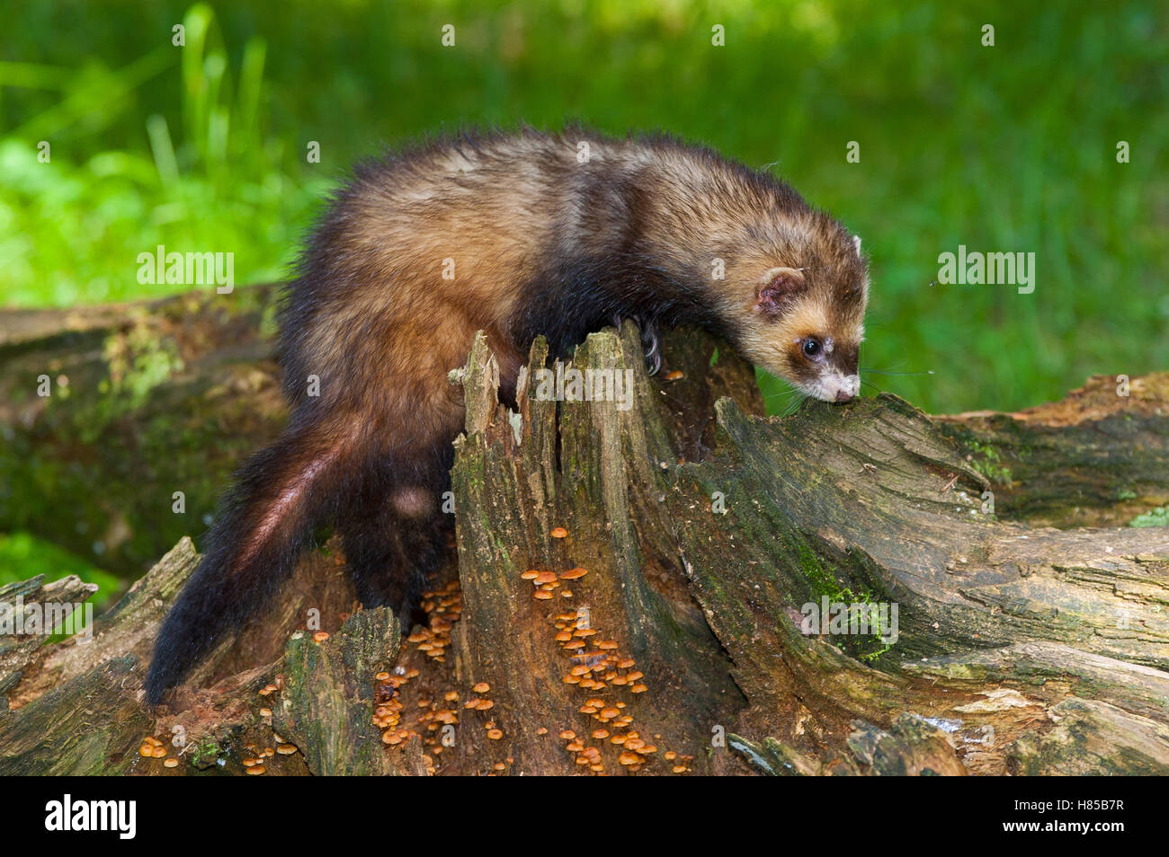 European Polecat (Mustela putorius), native to Europe and Asia Stock ...