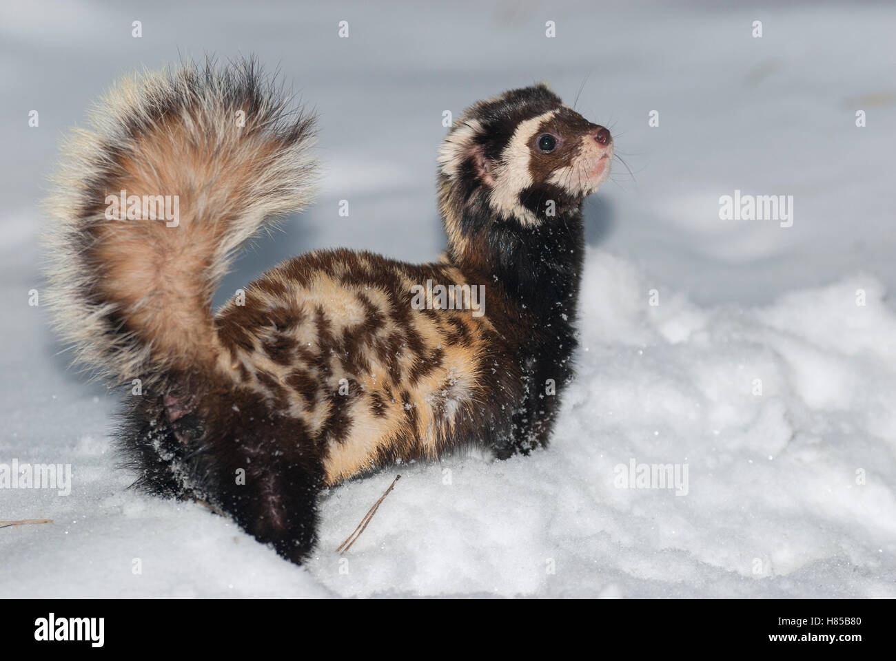 Marbled Polecat (Vormela peregusna) in defensive posture in snow ...