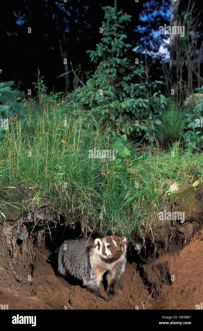 American Badger (Taxidea taxus) at burrow, native to North America ...