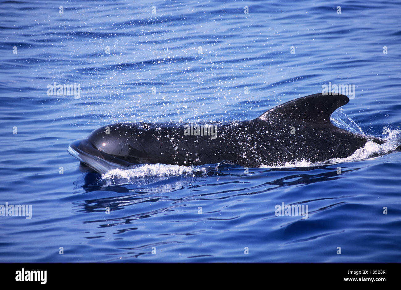 Long-finned Pilot Whale (Globicephala melas) surfacing Stock Photo - Alamy