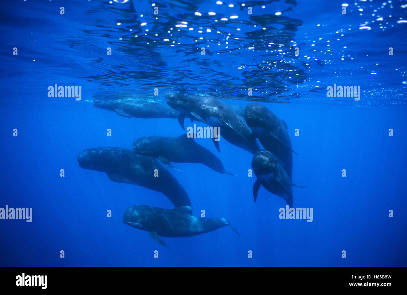 Long-finned Pilot Whale (Globicephala melas) pod Stock Photo - Alamy