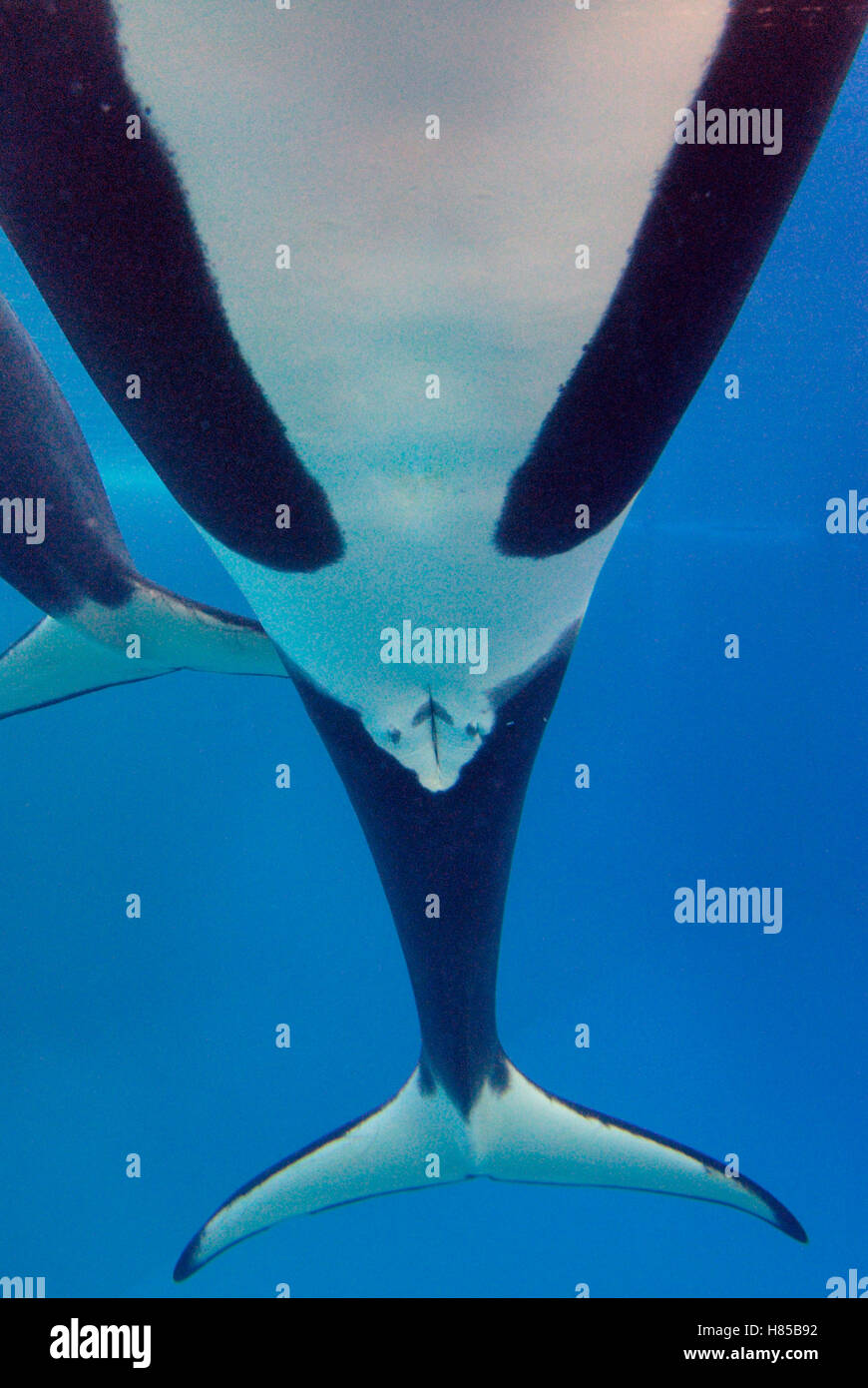 Orca (Orcinus orca) female genitals, Spain Stock Photo - Alamy