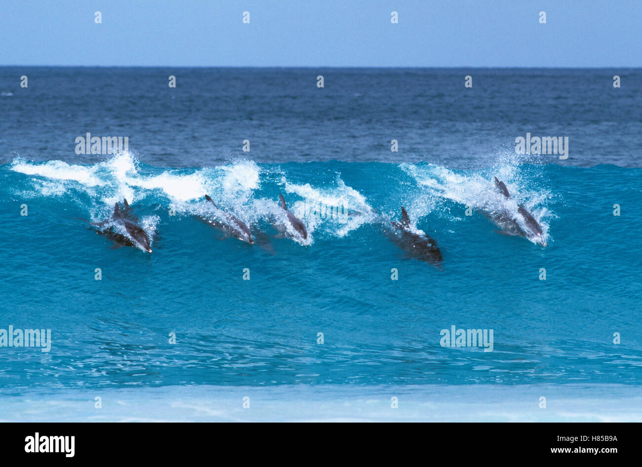 Indo-pacific Bottlenose Dolphin (Tursiops aduncus) pod wave riding ...