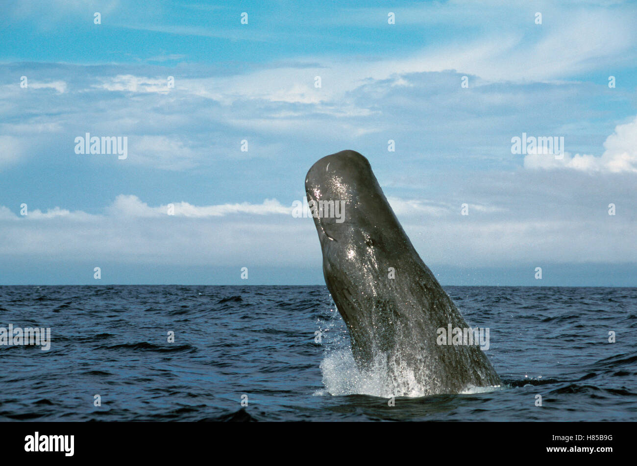 Sperm Whale (Physeter macrocephalus) breaching, Portugal Stock Photo ...