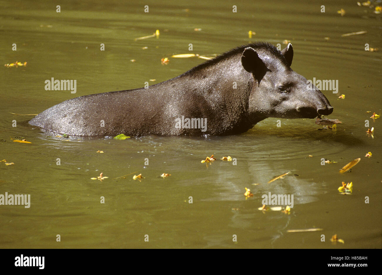 Brazilian Tapir (Tapirus terrestris) in water, native to South America ...