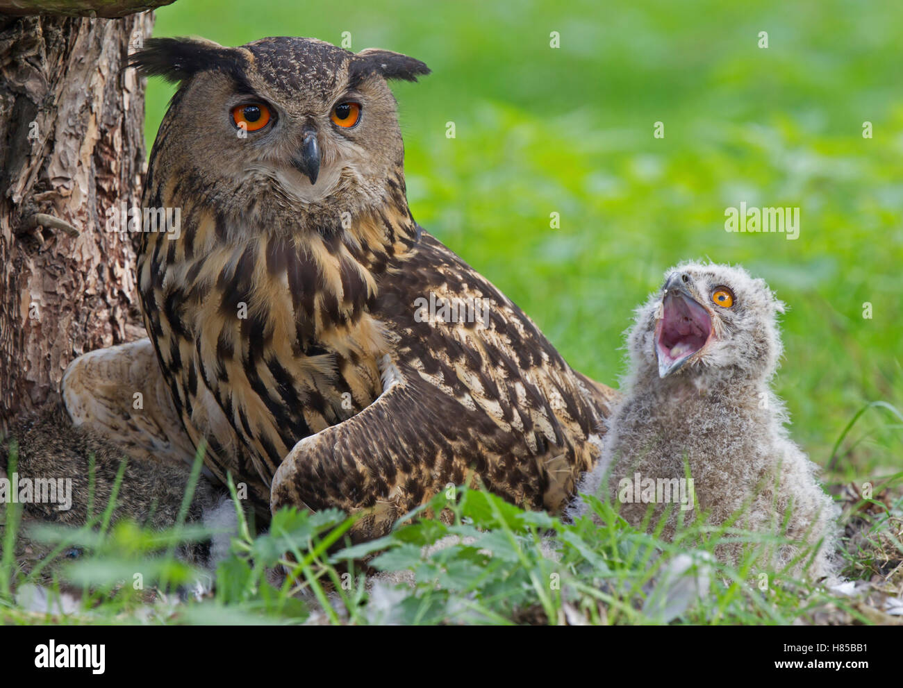 Eurasian Eagle-Owl (Bubo bubo) parent in ground nest with begging chick ...