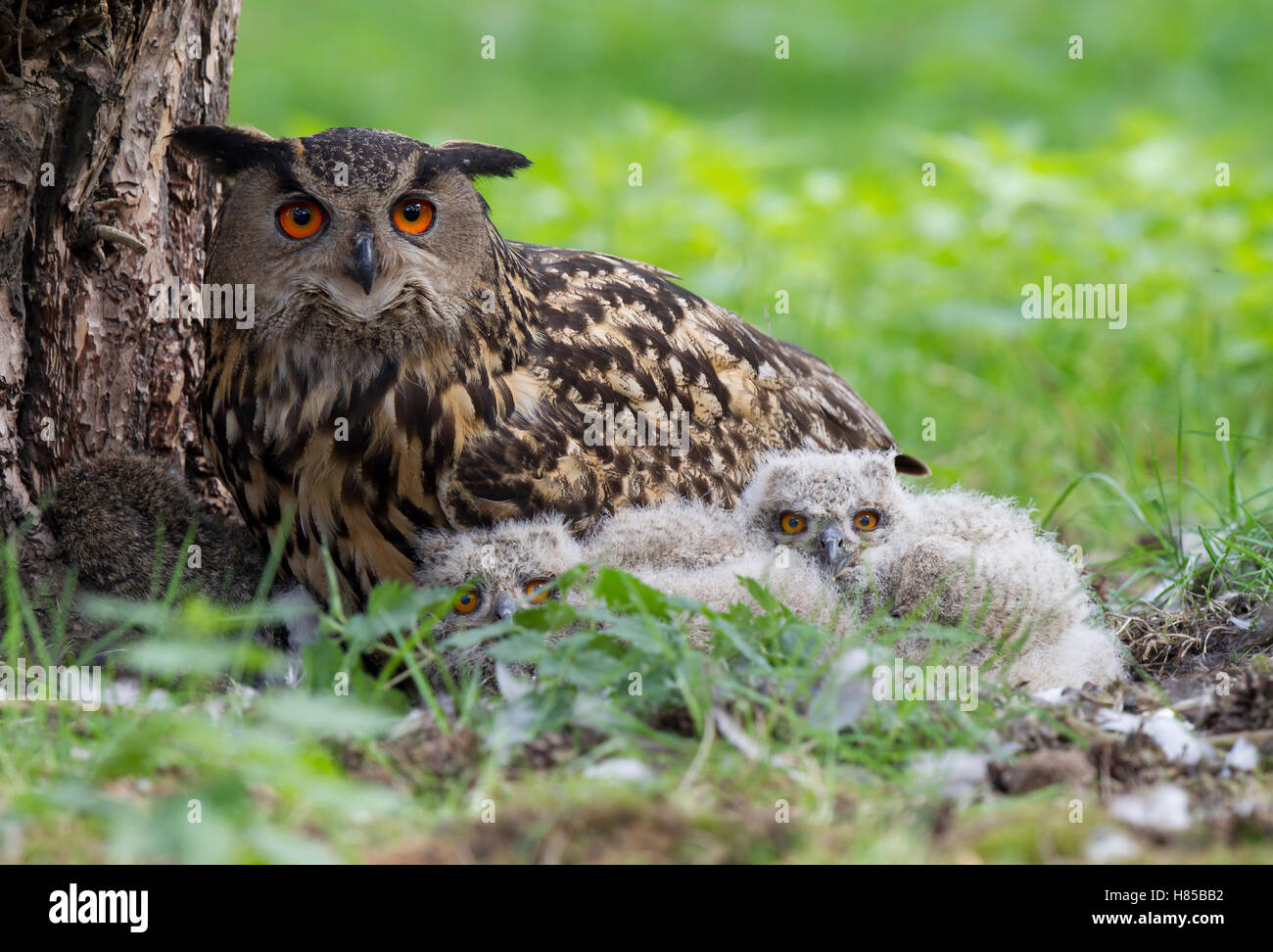 Eurasian Eagle-Owl (Bubo bubo) parent in ground nest with chicks, Noord-Brabant, Netherlands ...