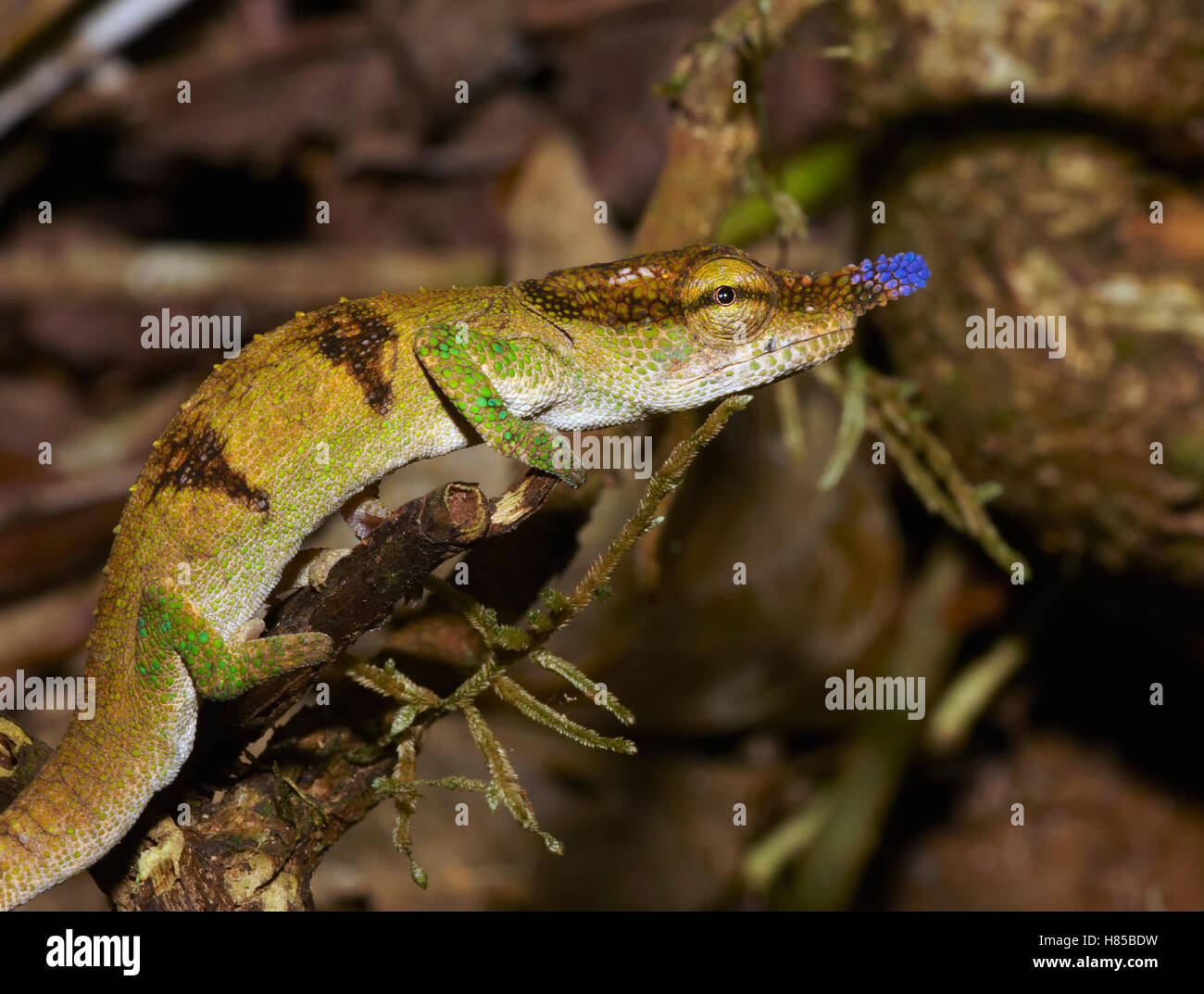 Blue-nosed Chameleon (Calumma boettgeri), Madagascar Stock Photo - Alamy